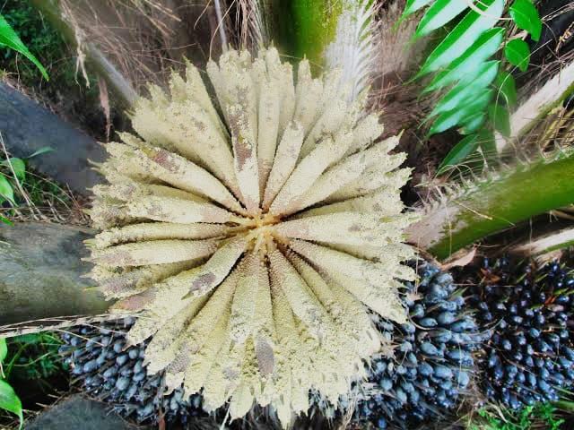 Tanaman Kelapa Sawit Dominan Bunga Jantan, Apa Penyebab dan Solusinya?