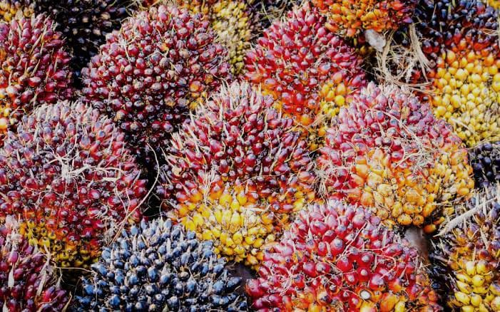 Produksi Sawit 2026 Diproyeksi Tumbuh 4–5 Persen, Biodiesel Jadi ...