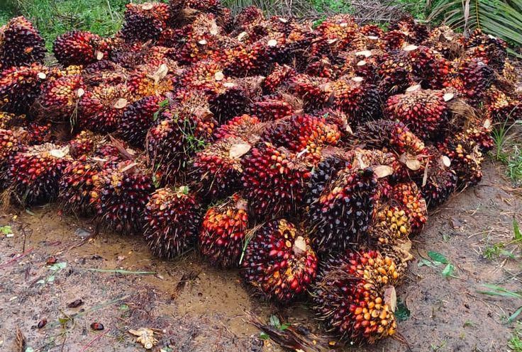 Daftar Harga TBS Sawit 22 Provinsi Penghasil Sawit Periode Pekan Awal ...